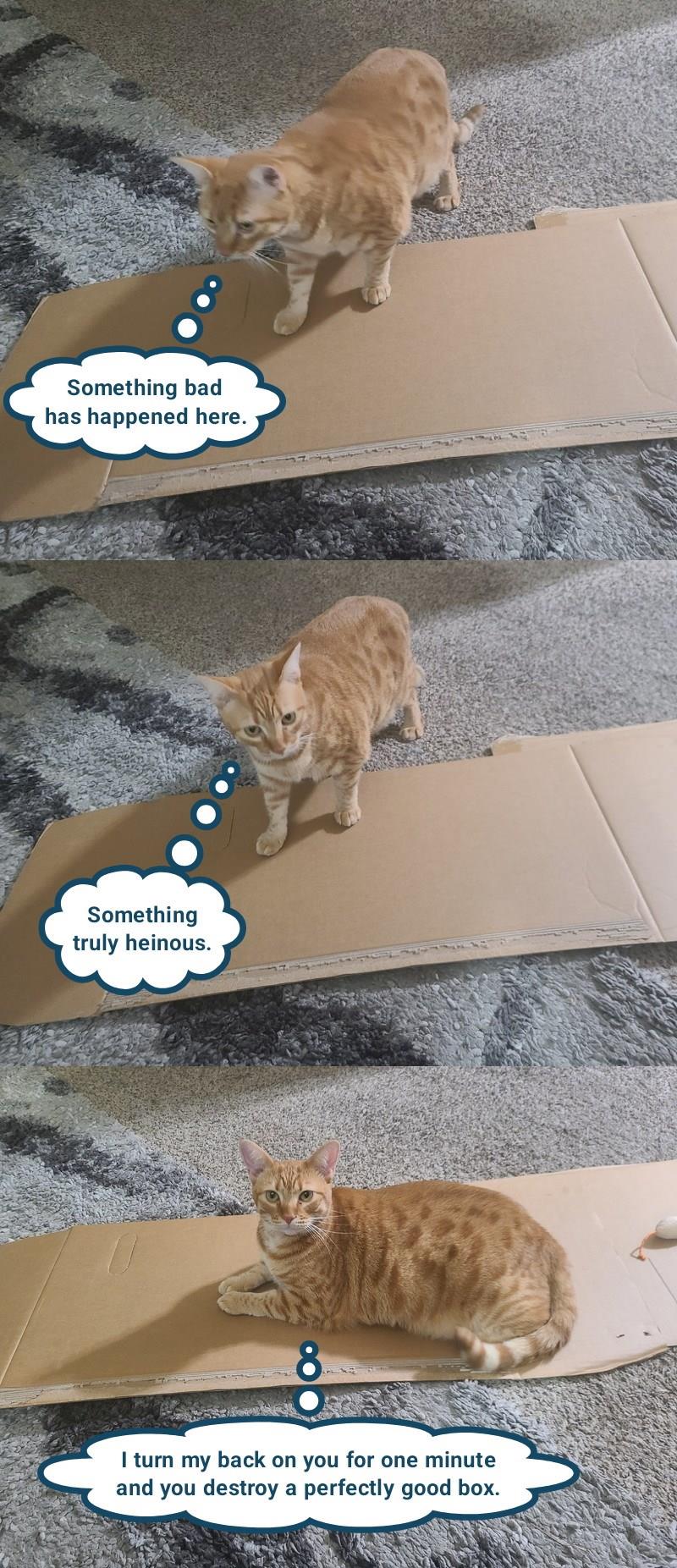 I'm going to keep a closer eye on you, human - Lolcats - lol | cat ...