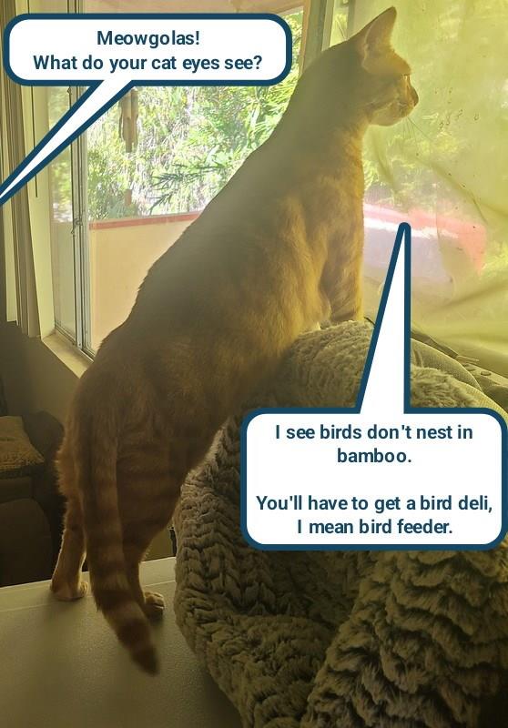 Back-up plan - Lolcats - lol | cat memes | funny cats | funny cat ...