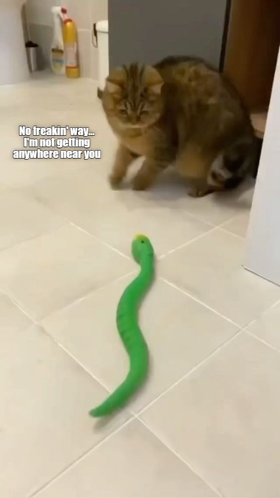 "Alien" recreation - Lolcats - lol | cat memes | funny cats | funny cat ...