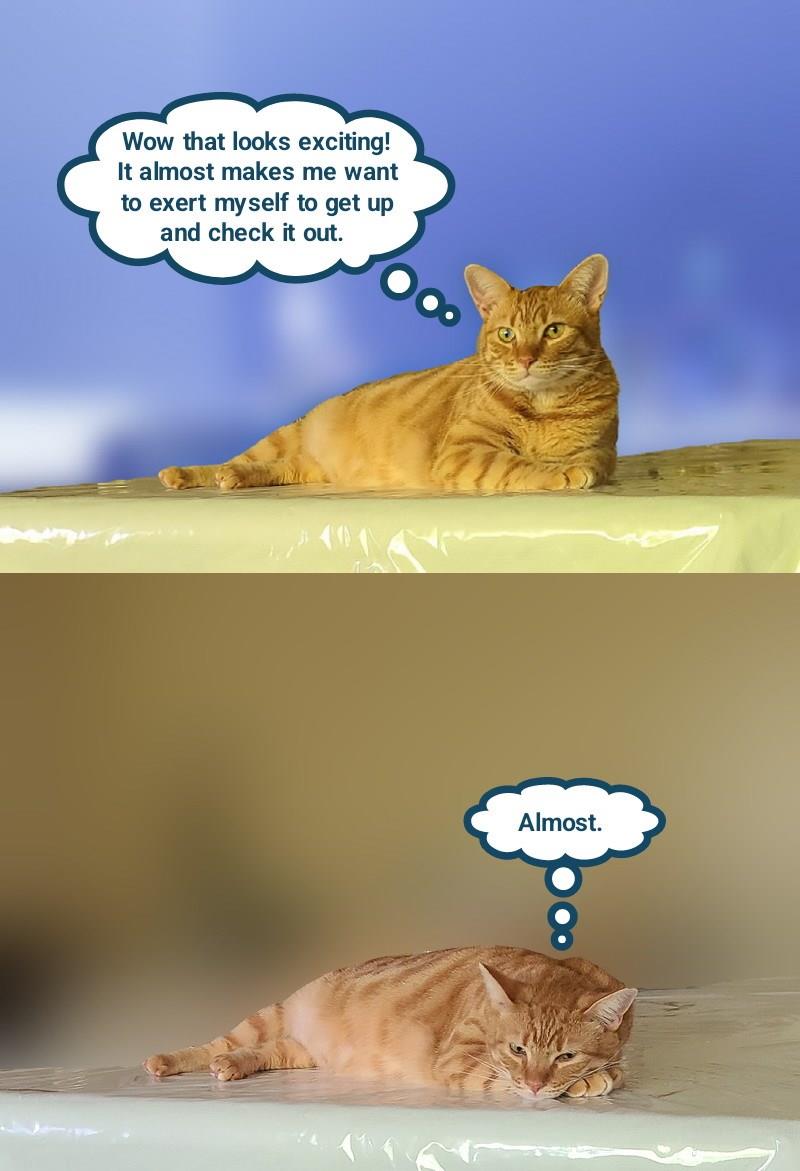 Cats conserve energy - I Can Has Cheezburger?