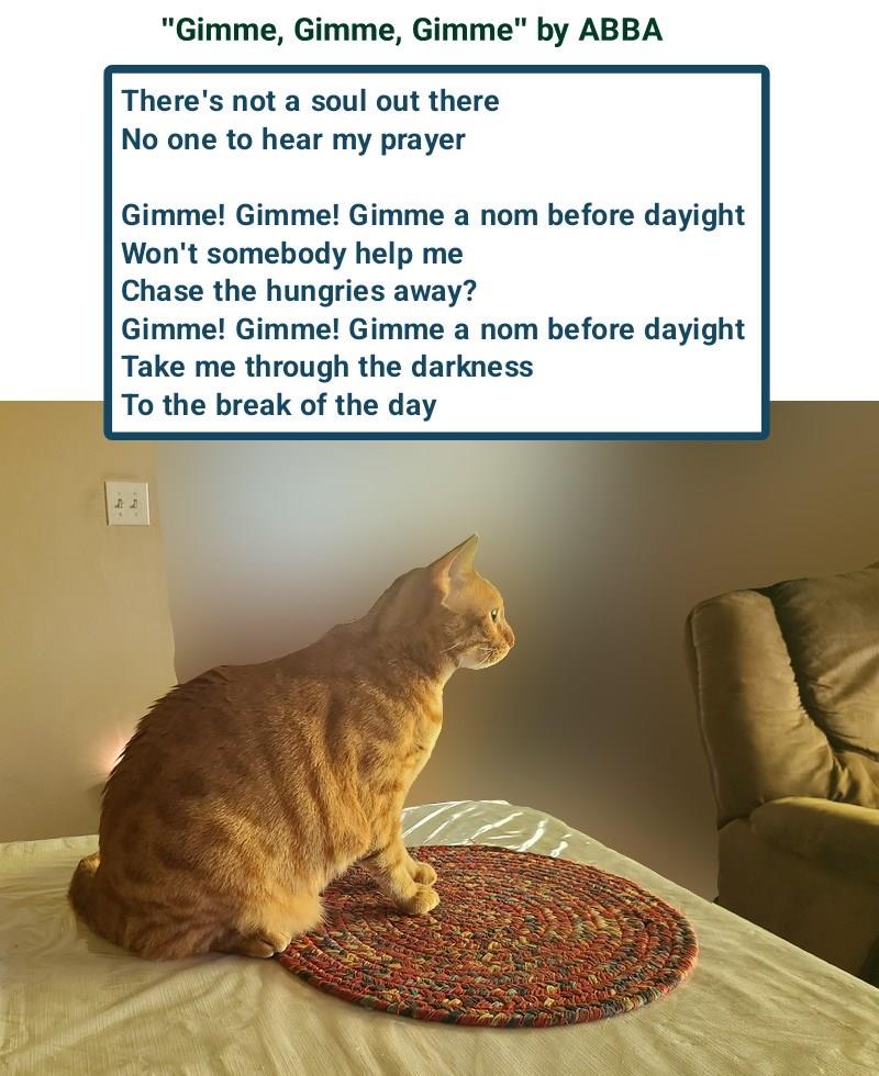 "Gimme, Gimme, Gimme" by ABBA - Lolcats - lol | cat memes | funny cats ...