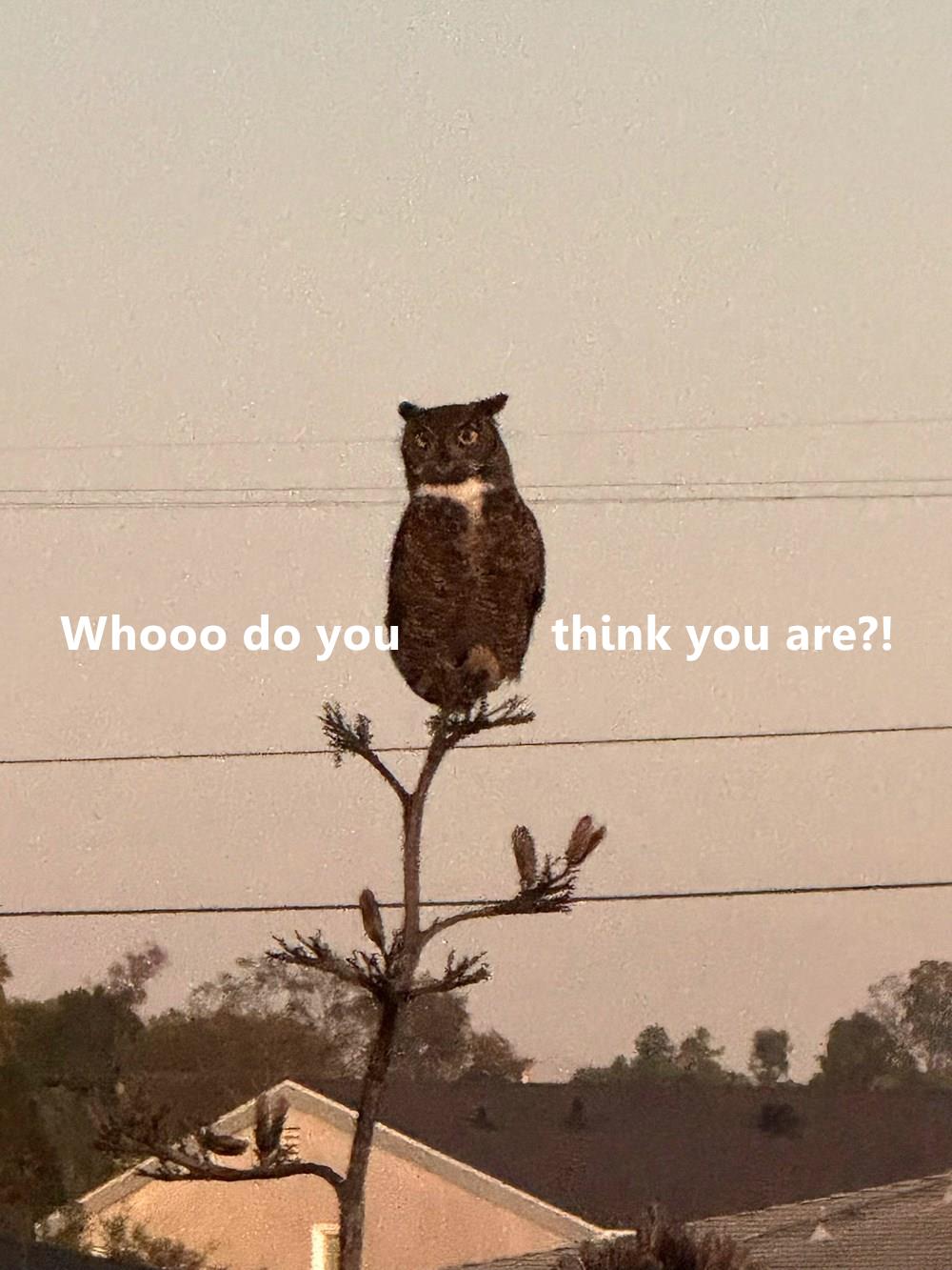 Whoooo - Animal Comedy - Animal Comedy, funny animals, animal gifs