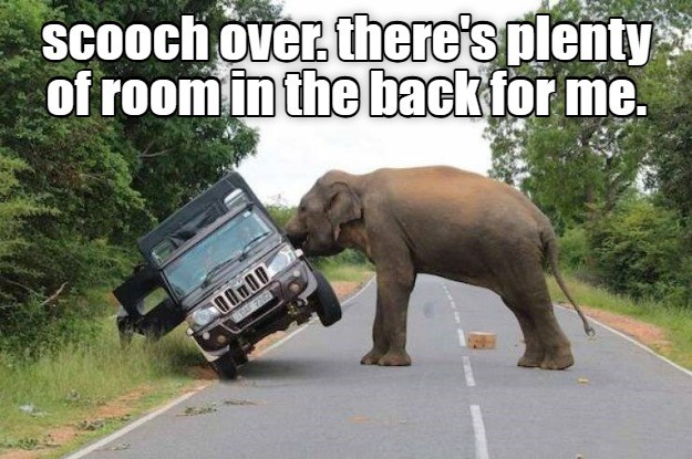 scooch over. - Animal Comedy - Animal Comedy, funny animals, animal gifs