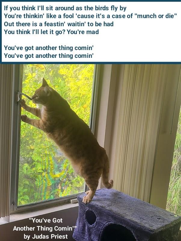 "You've Got Another Thing Comin'" by Judas Priest - Lolcats - lol | cat ...
