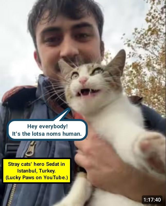 Saluting another cat hero - Lolcats - lol | cat memes | funny cats | funny cat pictures with ...