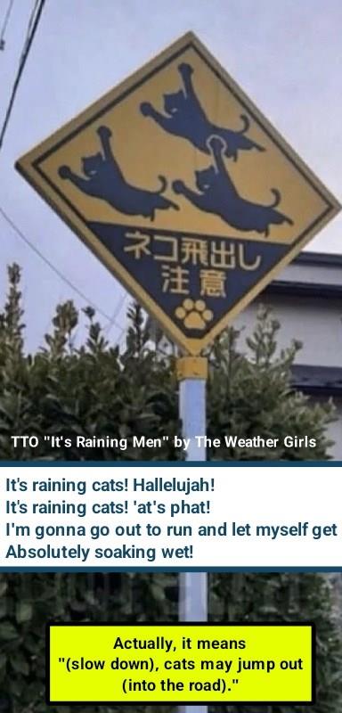 TTO "It's Raining Men" by The Weather Girls - Lolcats - lol | cat memes ...