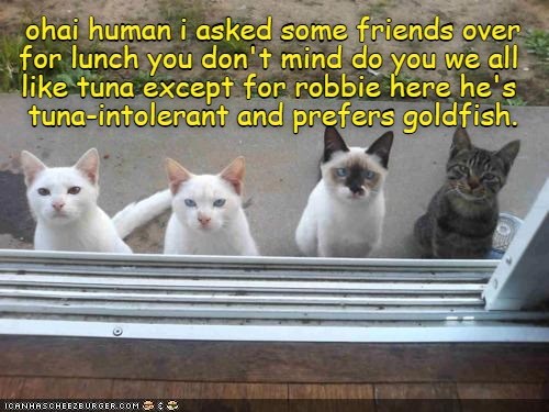 ohai human - Lolcats - lol | cat memes | funny cats | funny cat ...