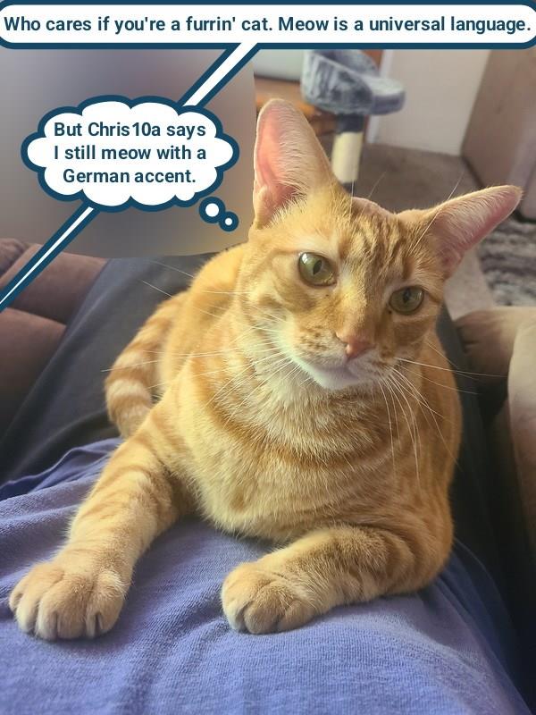 Paws is Hans - Lolcats - lol | cat memes | funny cats | funny cat ...