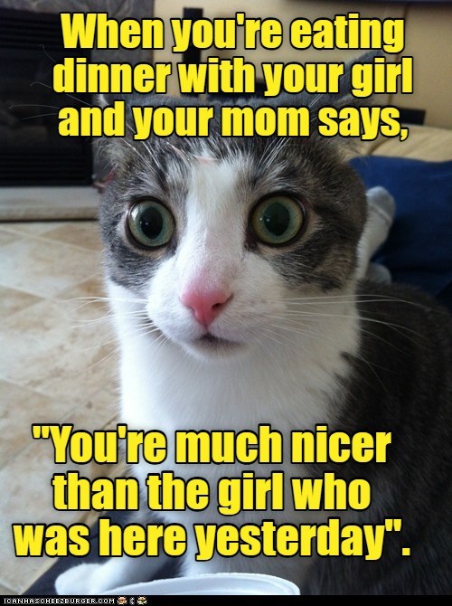 Yikes! - Lolcats - lol | cat memes | funny cats | funny cat pictures ...