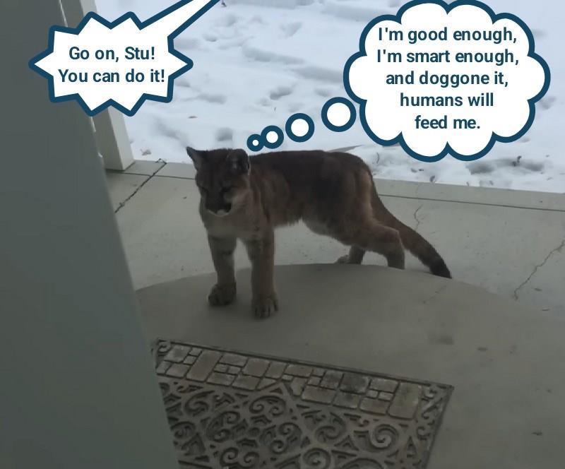 If Stuart Smalley was a lion cub - Lolcats - lol | cat memes | funny ...