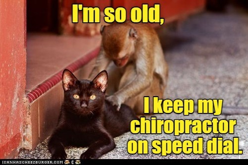 My back goes out more than I do. - Lolcats - lol | cat memes | funny ...