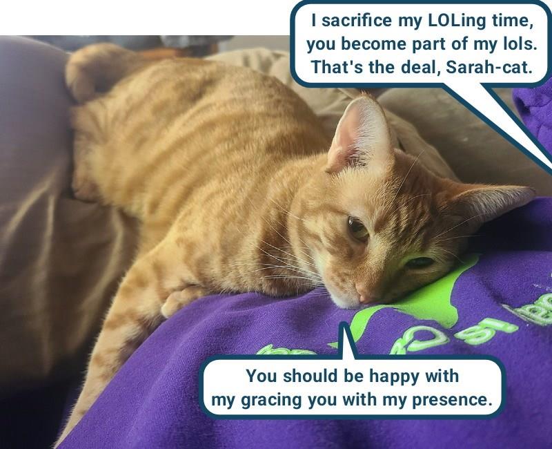 Oh I am, I am - Lolcats - lol | cat memes | funny cats | funny cat ...