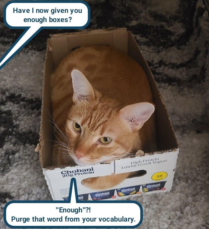 It's never enough - Lolcats - lol | cat memes | funny cats | funny cat ...