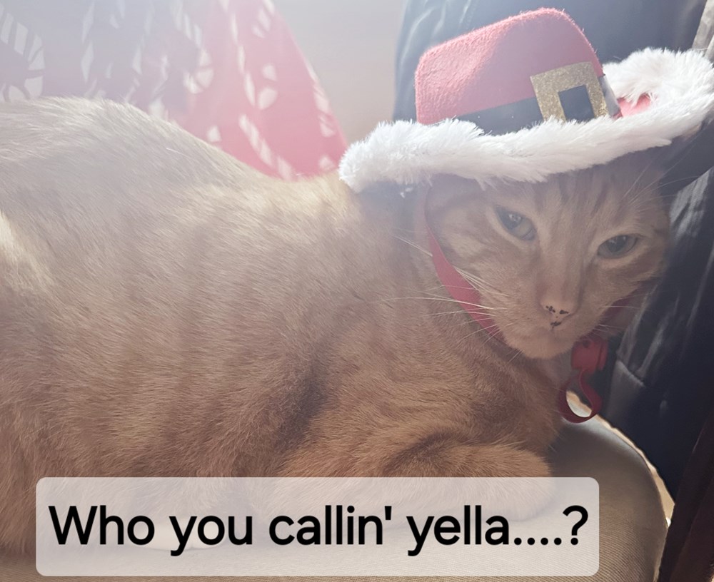 Who...? - Lolcats - lol | cat memes | funny cats | funny cat pictures ...