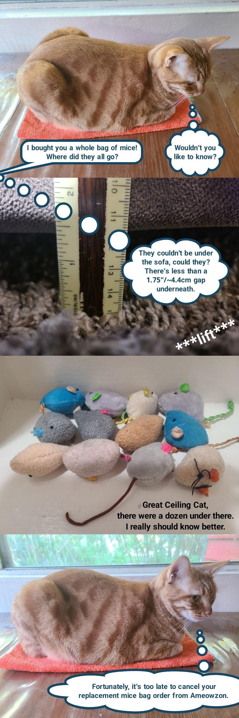 There's a whole lot of squeaking going on - Lolcats - lol | cat memes ...
