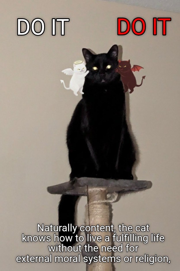 Feline Philosophy - Lolcats - lol | cat memes | funny cats | funny cat ...