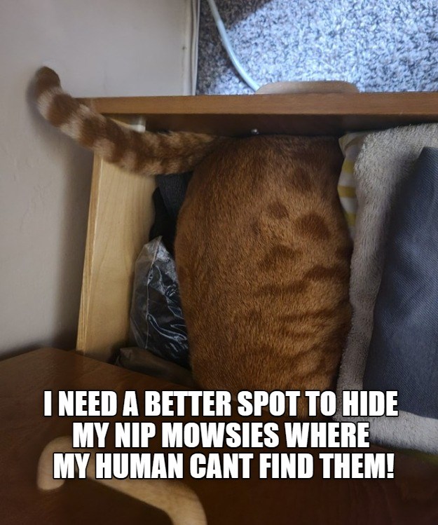 hide them behind the itchy socks he never wears - Lolcats - lol | cat ...