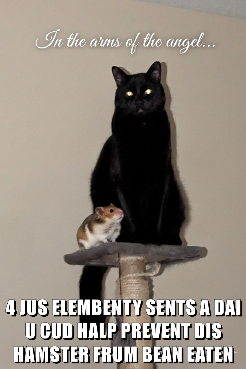 But just this hamster - Lolcats - lol | cat memes | funny cats | funny ...