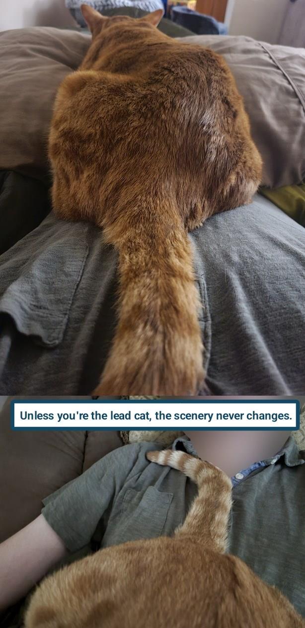 Fur real - Lolcats - lol | cat memes | funny cats | funny cat pictures ...