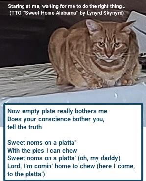 TTO "Sweet Home Alabama" by Lynyrd Skynyrd - Lolcats - lol | cat memes ...