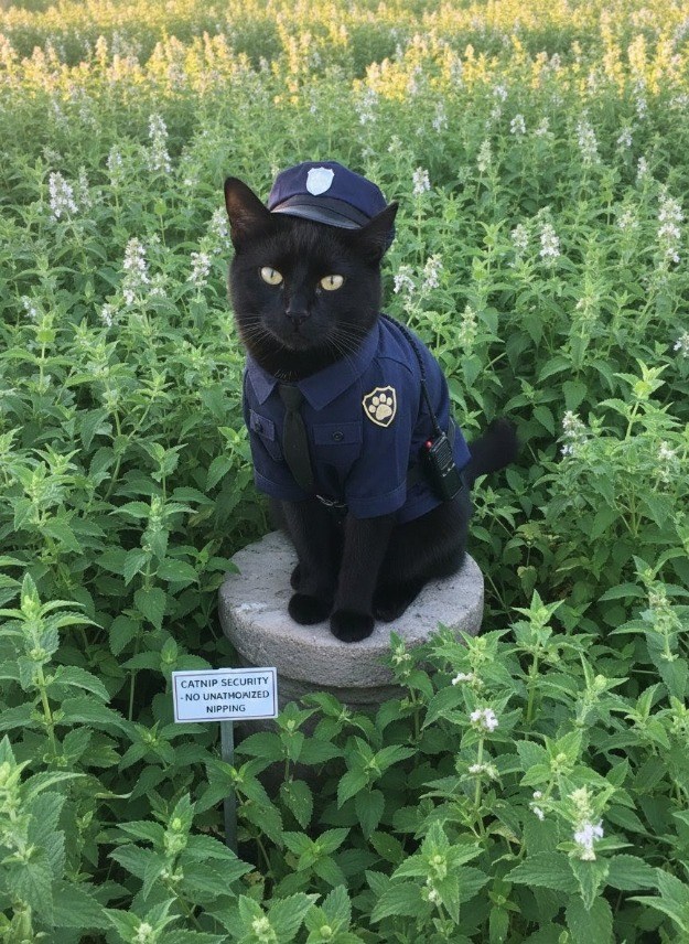 Paw Purrtrol - Lolcats - lol | cat memes | funny cats | funny cat ...