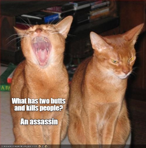 Come on, laugh over there - Lolcats - lol | cat memes | funny cats ...