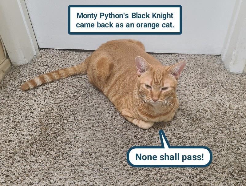 Black Knight's been oranged - Lolcats - lol | cat memes | funny cats ...