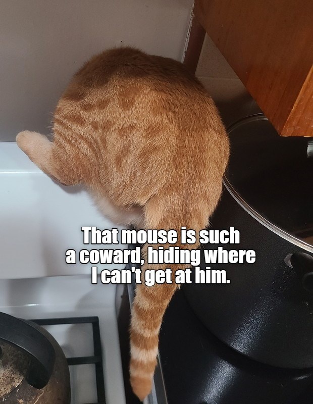 Coward as a mouse - Lolcats - lol | cat memes | funny cats | funny cat ...