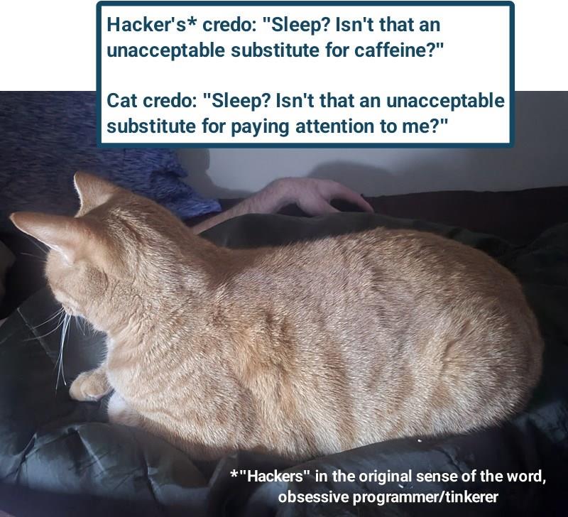 Sleep? What's that? - Lolcats - lol | cat memes | funny cats | funny ...