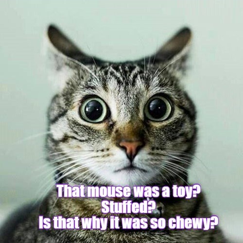 It was too easy to catch - Lolcats - lol | cat memes | funny cats ...