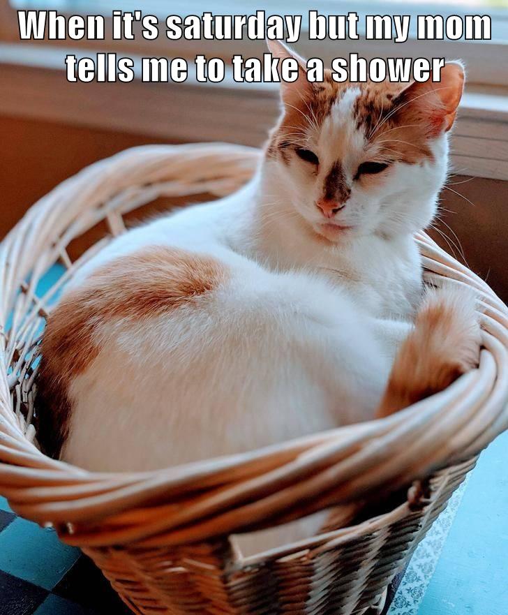 'Ya think? - Lolcats - lol | cat memes | funny cats | funny cat ...