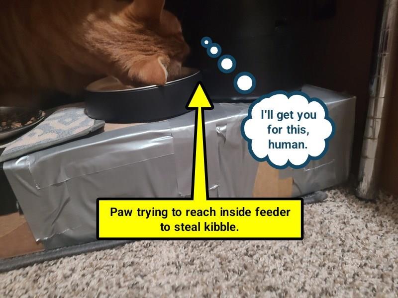 Cat determination vs secure container. - Lolcats - lol | cat memes ...