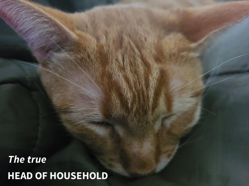 Head of household - Lolcats - lol | cat memes | funny cats | funny cat ...