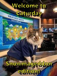 Snowmageddon - Lolcats - lol | cat memes | funny cats | funny cat ...
