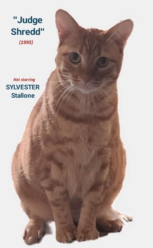 Here comes the judge - Lolcats - lol | cat memes | funny cats | funny ...