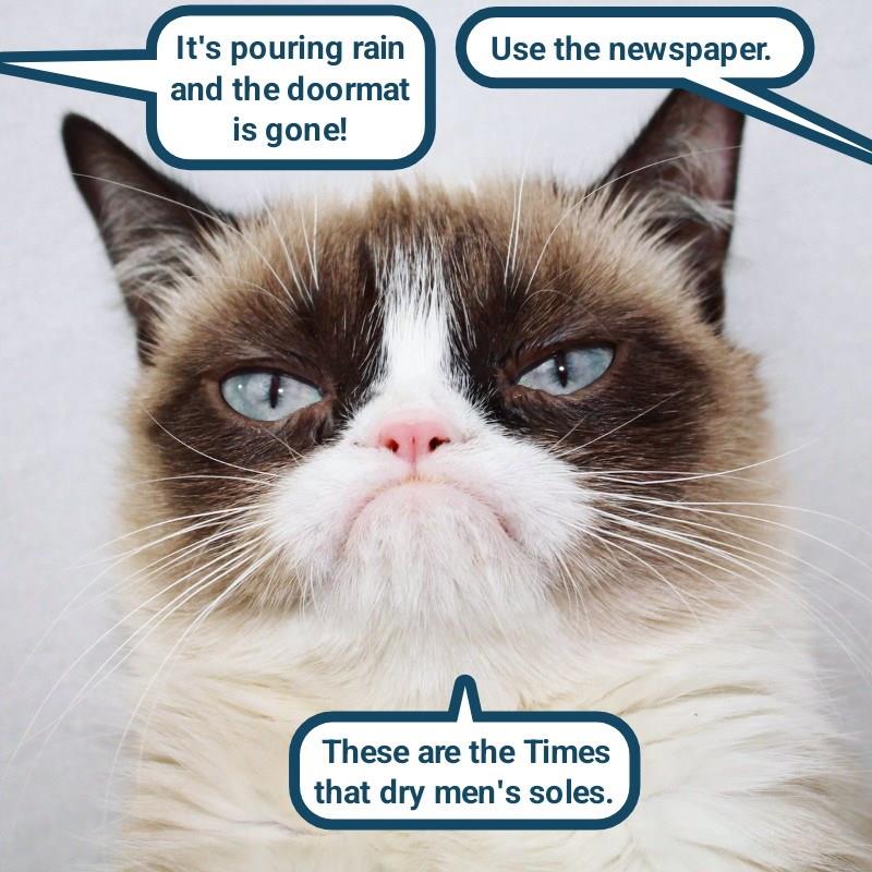 Thomas' Paine - Lolcats - lol | cat memes | funny cats | funny cat ...