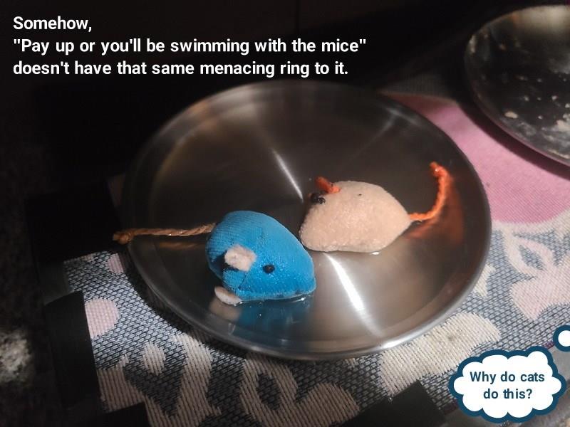 Why do cats do this? - Lolcats - lol | cat memes | funny cats | funny ...