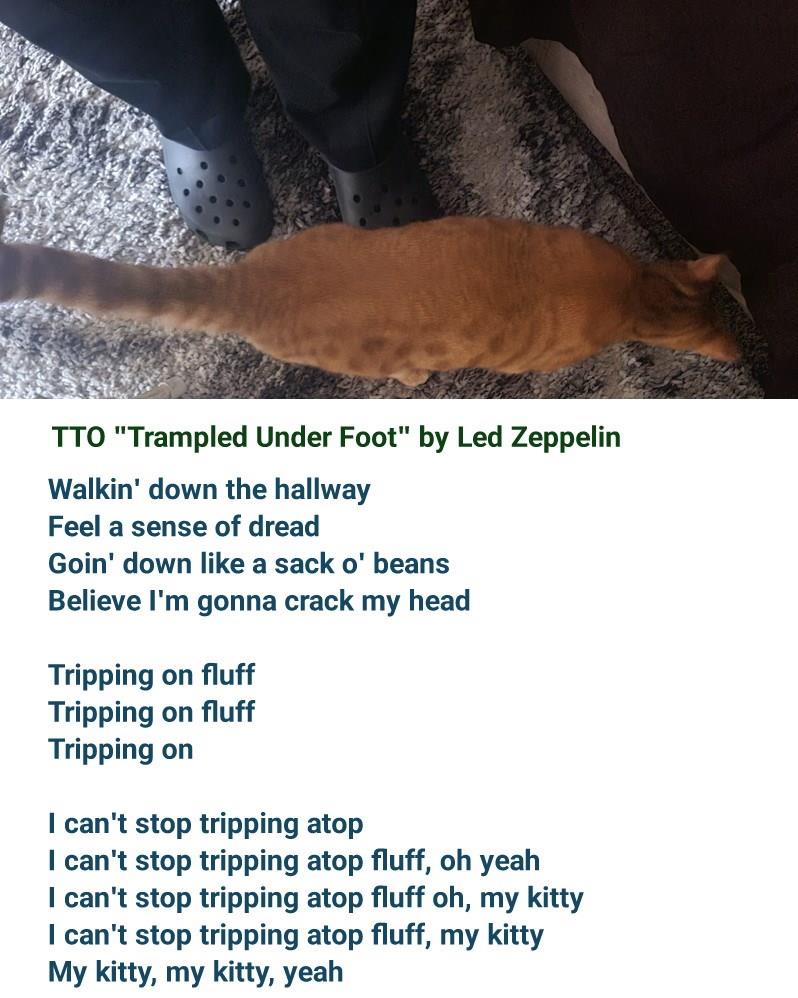 TTO "Trampled Under Foot" by Led Zeppelin - Lolcats - lol | cat memes ...