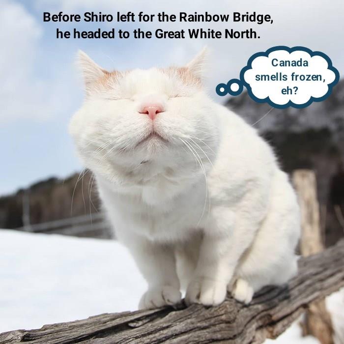 Shiro's Canadian zen - Lolcats - lol | cat memes | funny cats | funny ...