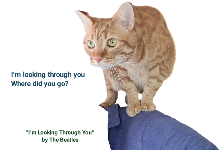 "I'm Looking Through You" by The Beatles - Lolcats - lol | cat memes ...