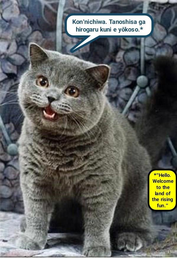 Happy Cat welcomes you - Lolcats - lol | cat memes | funny cats | funny ...