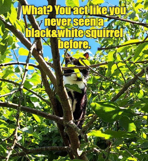 I'm up in a tree, that makes me a squirrel, right? - Lolcats - lol ...