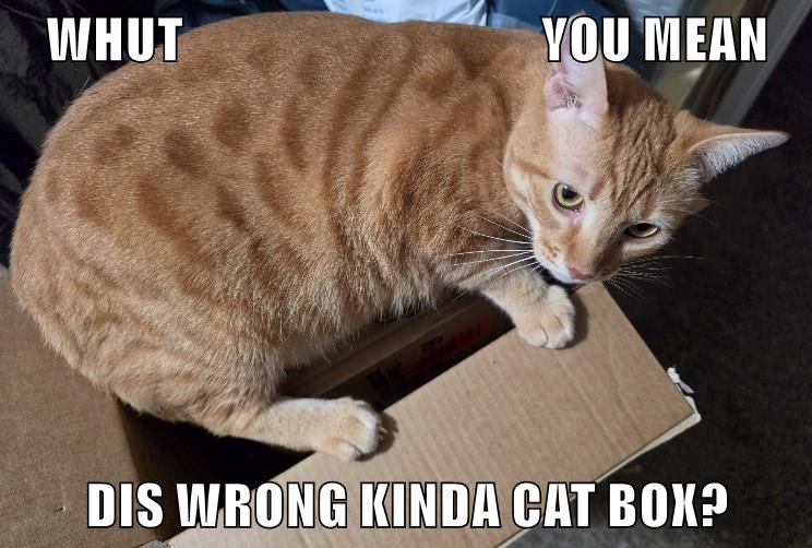 Every box is the right box - Lolcats - lol | cat memes | funny cats ...