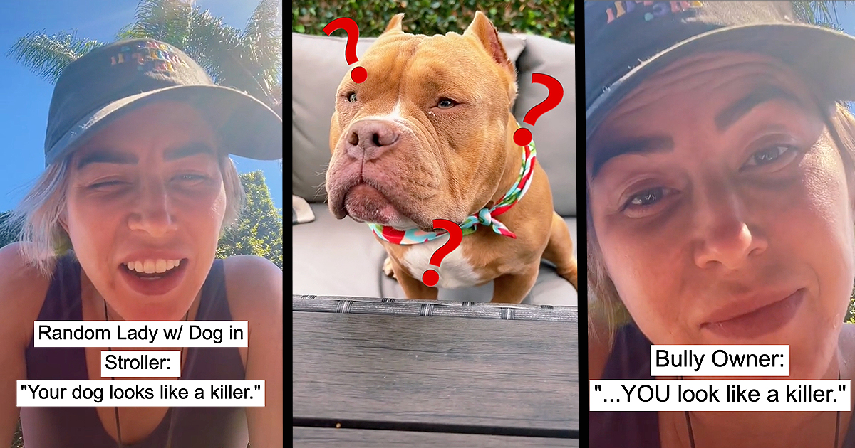 Lady Fostering a Sweet American Bully Dog Named Hippo Gets Accosted by ...