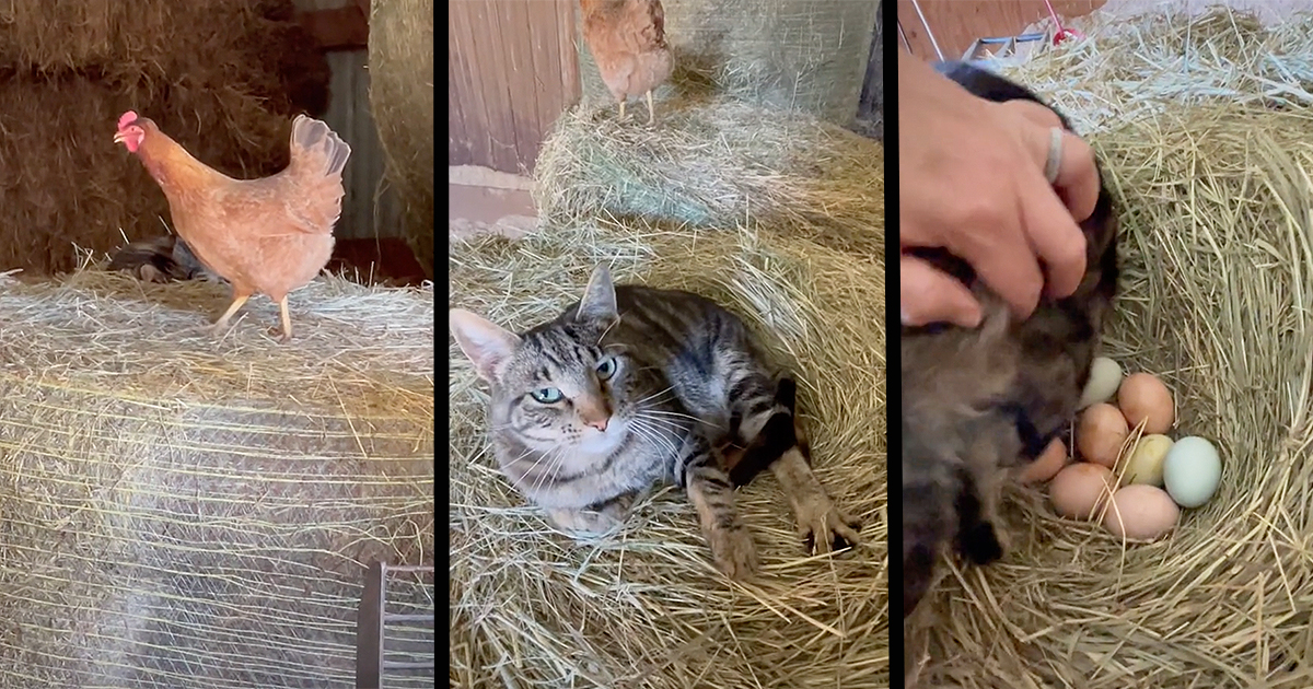 Mama Hen Recruits Barn Cat as Babysitter, Cat Curls Up on Eggs and ...
