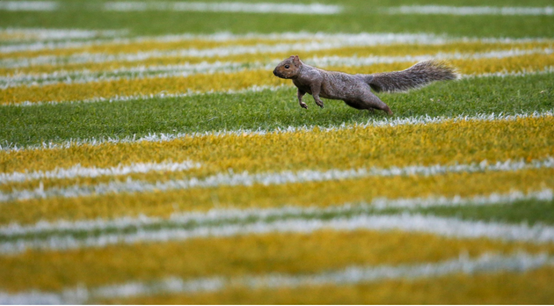 Animal of the Day: Football Fans Went Nuts for a Squirrel on the Field ...