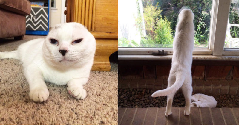 Meet Otitis, the Rescue Cat With No Ears - I Can Has Cheezburger?