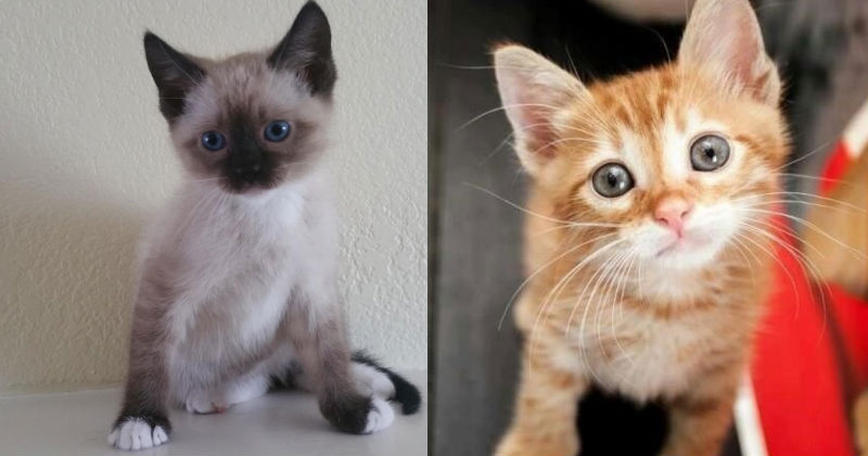 Here's 16 Pictures of Adorable Kittens to Help Get You Through the Day ...