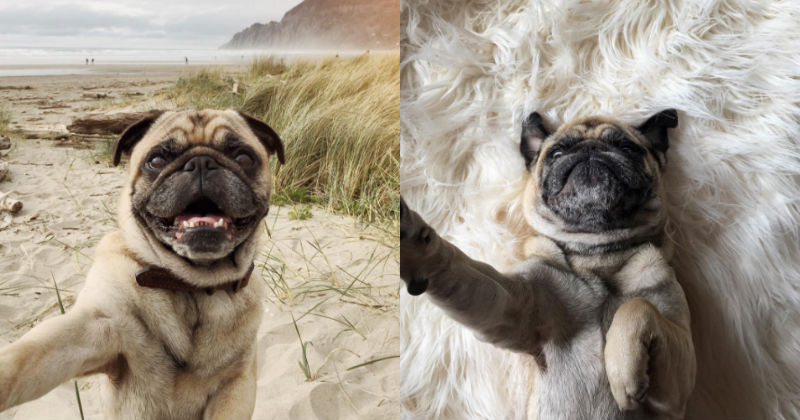 Try Not to Be Too Upset, but This Pug Definitely Takes Better Selfies ...