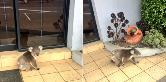 Koala Sneaks Into an Accountant's Office, Possibly Looking for a Job ...